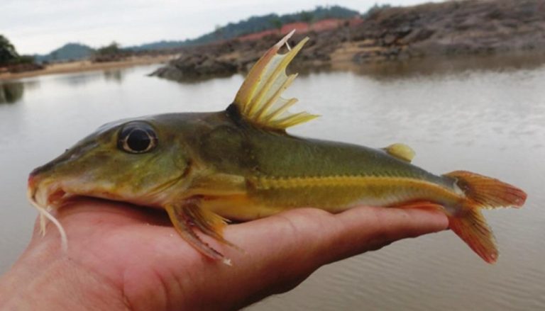 Mandi boca de flor: características, habitat, reprodução, alimentação ...