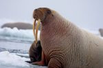 Morsa: características, alimentação, reprodução e habitat | Blog do Pescador
