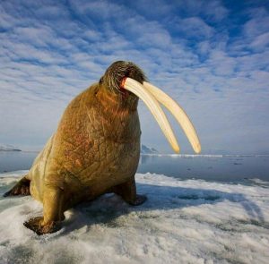 Morsa: características, alimentação, reprodução e habitat | Blog do ...