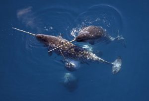 Narval: características, reprodução, alimentação, curiosidades, habitat ...