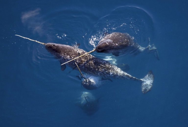 Narval: características, reprodução, alimentação, curiosidades, habitat ...