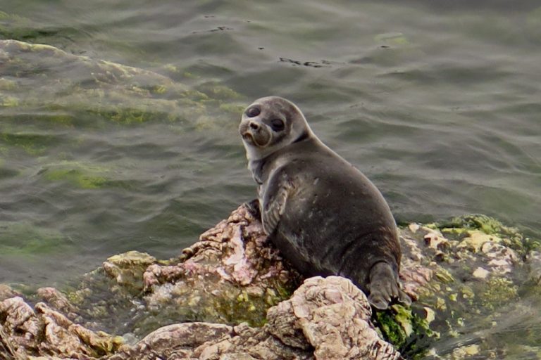 Foca nerpa: características, curiosidades e alimentação | Blog do Pescador