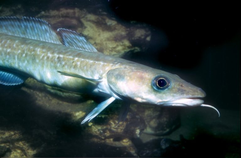 Bacalhau Ling: características, reprodução e dicas de pesca | Blog do ...