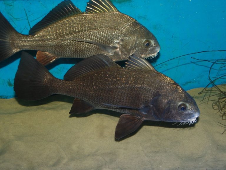 Corvina-preta peixe: características, reprodução, alimentação, habitat ...