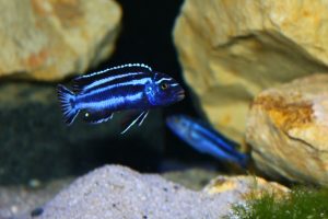 Maingano peixe: origem, características, reprodução, alimentação ...