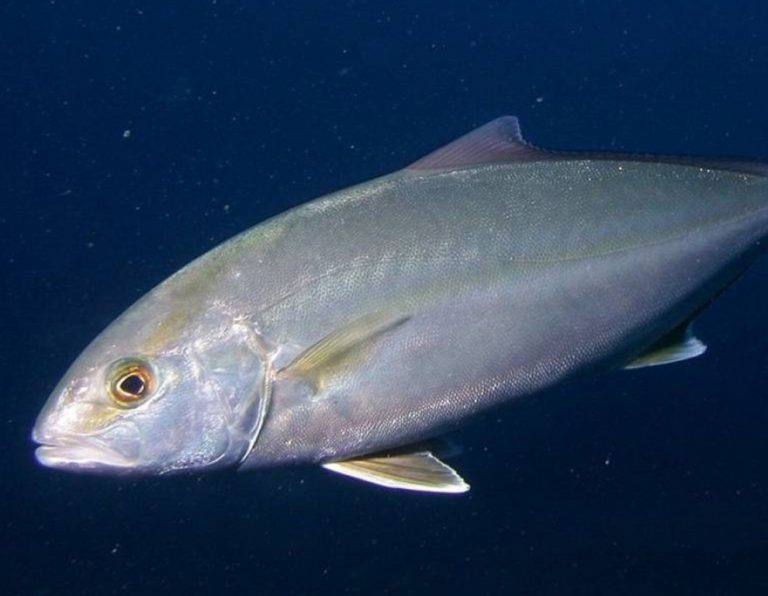 Peixe olhete: características, reprodução, alimentação, habitat e tipos ...