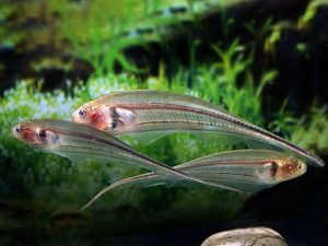 Ituí transparente peixe: características, reprodução, alimentação e ...