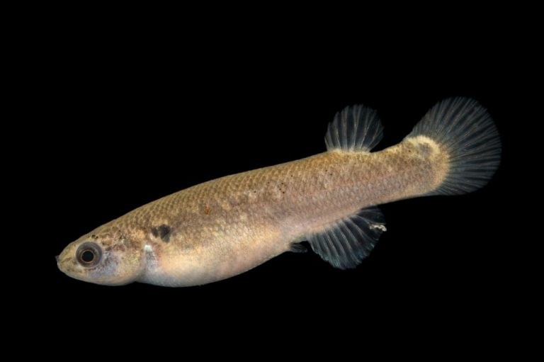 Rivulus marmoratus: características, habitat, alimentação e reprodução ...