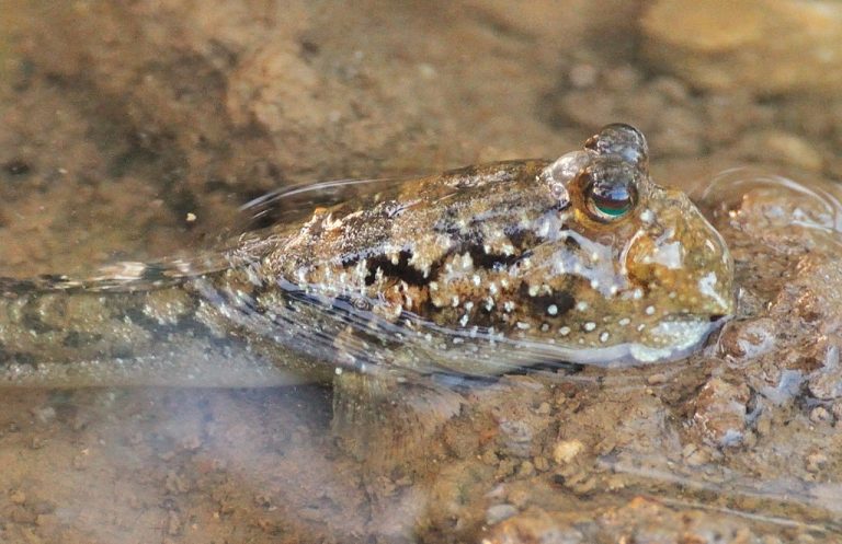 Saltador-do-lodo: características, reprodução, habitat, alimentação ...