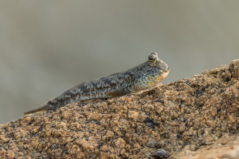 Saltador-do-lodo: características, reprodução, habitat, alimentação ...