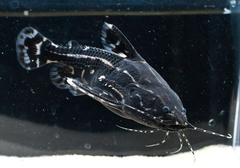 Bacu peixe: características, reprodução, alimentação e habitat | Blog ...