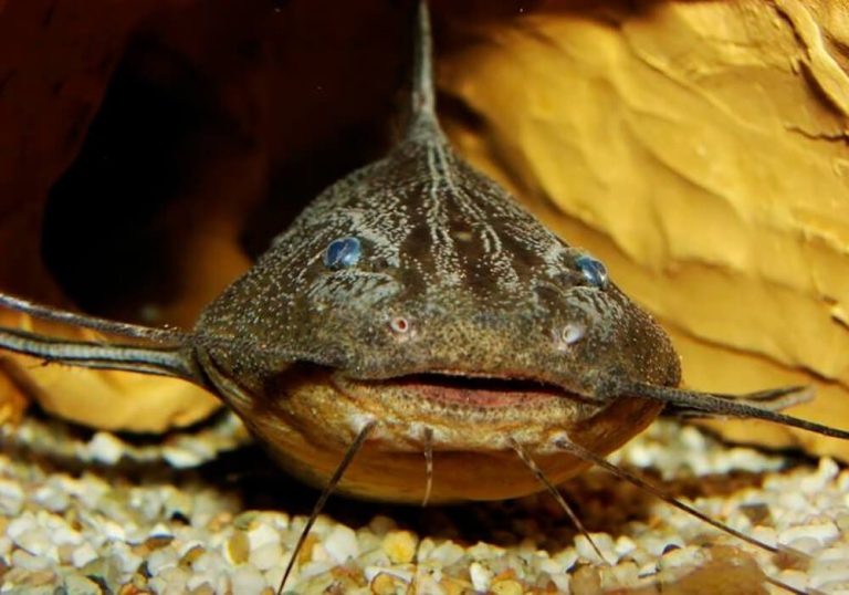 Armau peixe: características, reprodução, alimentação, habitat e tipos ...