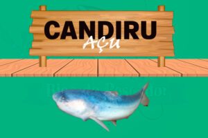 Candiru açu peixe: características, reprodução, alimentação, hábitos e ...