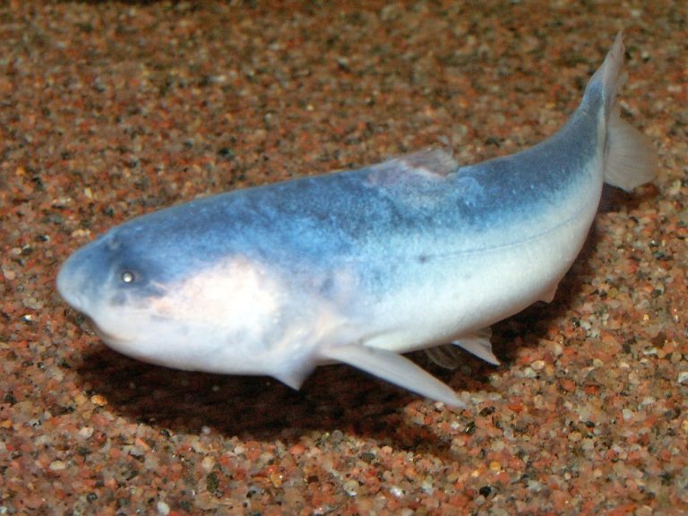 Candiru açu peixe: características, reprodução, alimentação, hábitos e ...