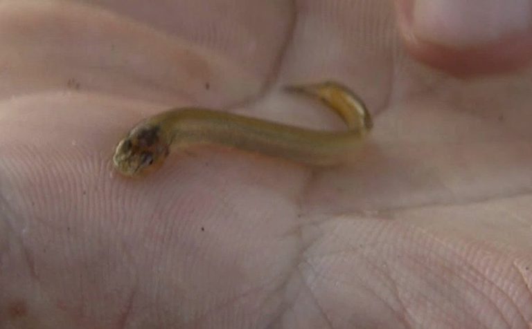 Candiru-cação peixe: curiosidades, alimentação, habitat e informações ...