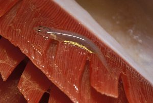 Candiru do pantanal peixe: características, reprodução, alimentação e ...