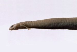 Candiru vampiro peixe: características, reprodução, alimentação ...