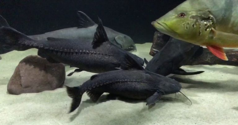 Armau peixe: características, reprodução, alimentação, habitat e tipos ...