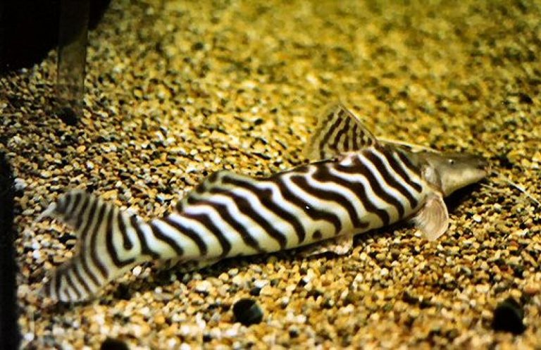 Tigrinum peixe: características, reprodução, alimentação, habitat e ...