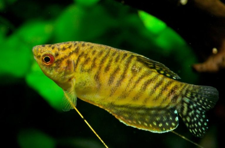 Tricogaster amarelo peixe: origem, características, reprodução ...