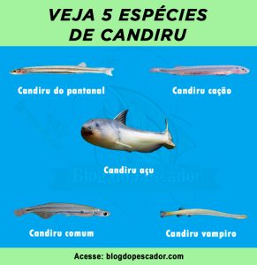 5 Espécies de candiru mais conhecidos | Blog do Pescador