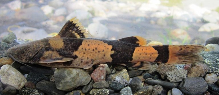 Jaú sapo peixe: caracteristicas reprodução, alimentação, habitat e ...