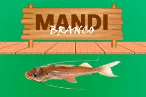 Mandi branco peixe: origem, características, reprodução, alimentação e ...