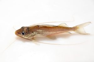 Mandi branco peixe: origem, características, reprodução, alimentação e ...