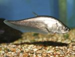 Peixe faca asiático: características, reprodução, alimentação, habitat ...