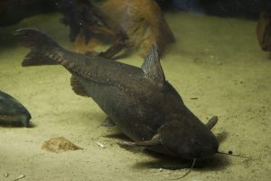 Armau peixe: características, reprodução, alimentação, habitat e tipos ...