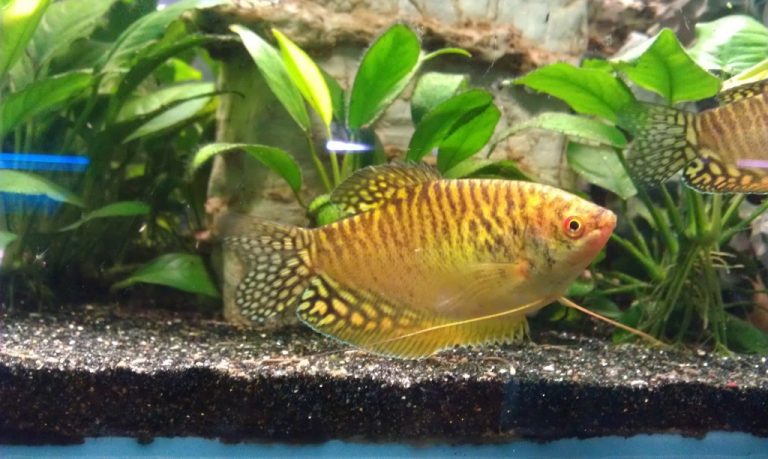 Tricogaster amarelo peixe: origem, características, reprodução ...