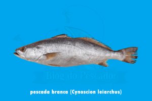 16 Peixes mais consumidos na região do Nordeste | Blog do Pescador