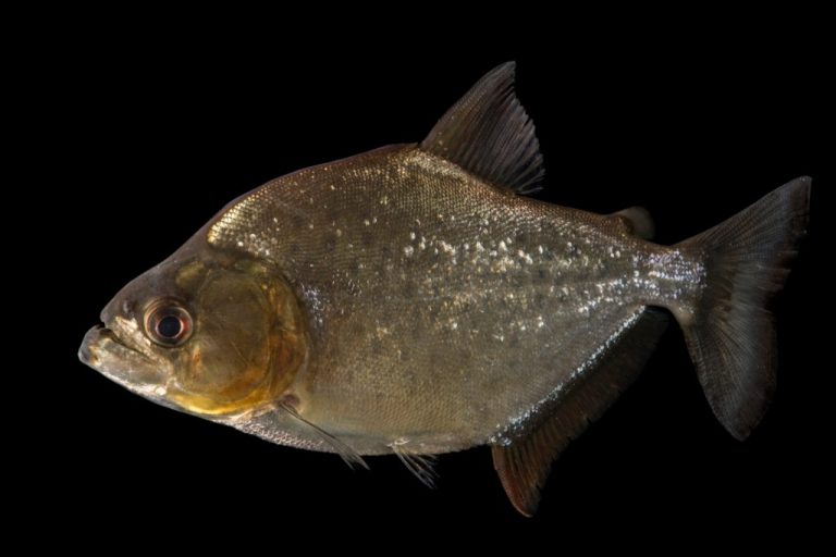 Pirambeba peixe: características, reprodução, alimentação, habitat e ...