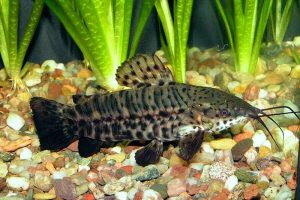 Tamatá-branco peixe: características, criação, reprodução, alimentação ...