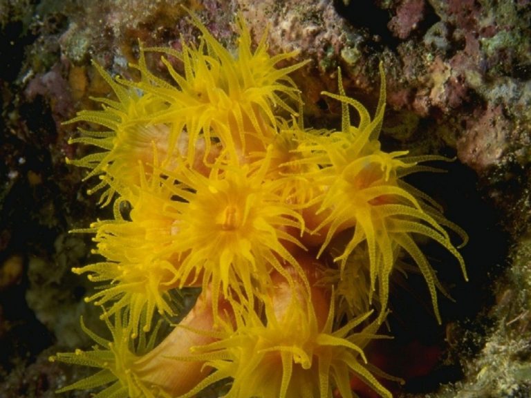 Anêmona-do-mar: características, reprodução, comportamento, habitat e ...