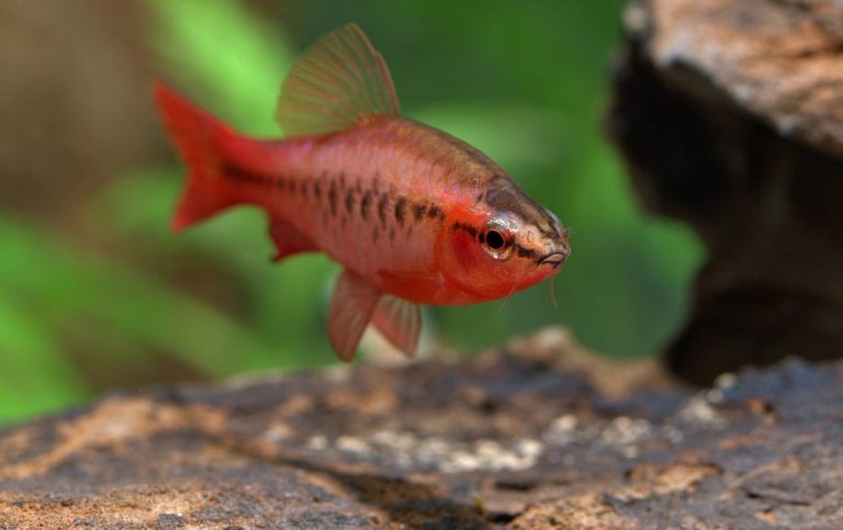Barbo cereja: características, reprodução, habitat e alimentação | Blog ...