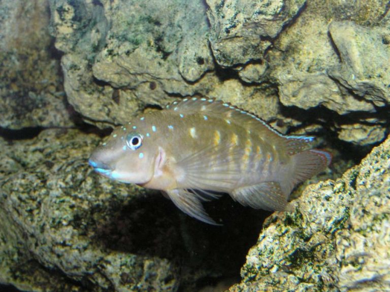 Blue point: características, reprodução, alimentação, habitat e criação ...