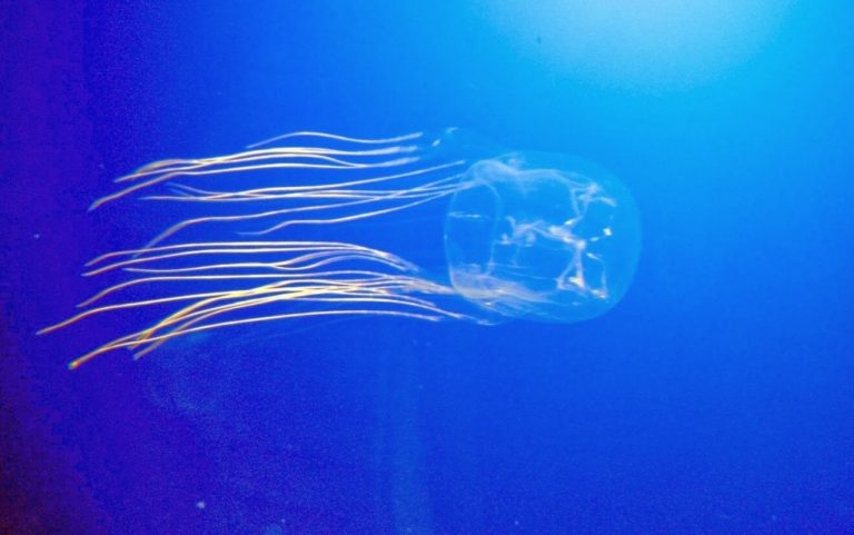 Cubozoa: características, reprodução, alimentação, curiosidades e ...