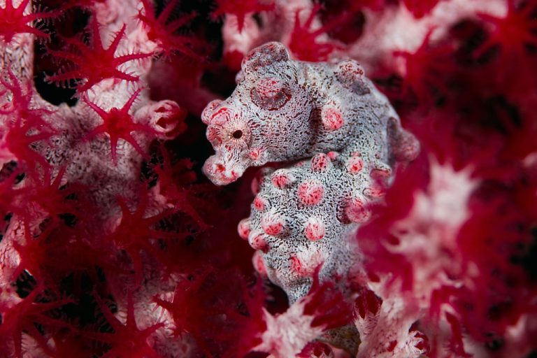 Cavalo-marinho pigmeu: espécies, características, alimentação e habitat ...