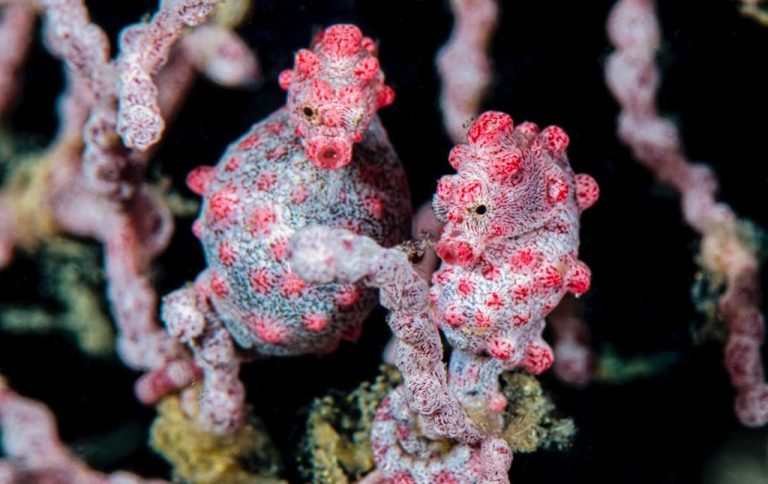 Cavalo-marinho pigmeu de Bargibant: características, reprodução ...