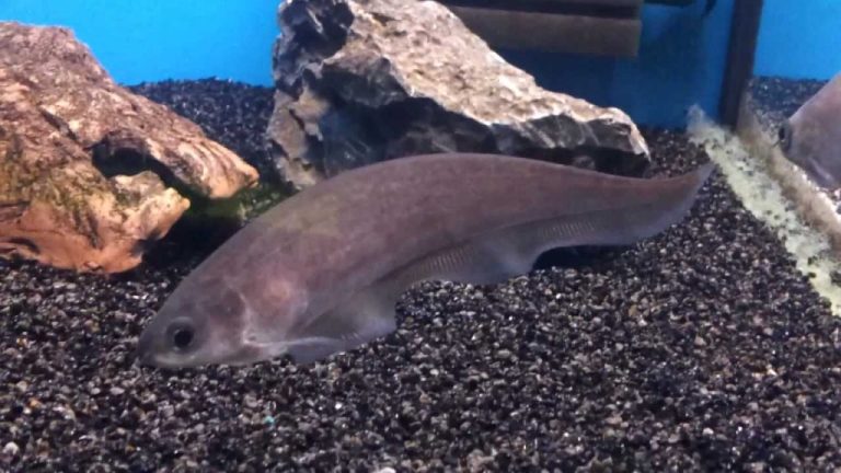 Peixe faca africano: características, reprodução, comportamento ...