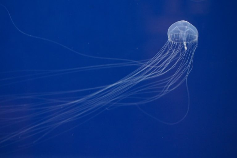 Cubozoa: características, reprodução, alimentação, curiosidades e ...