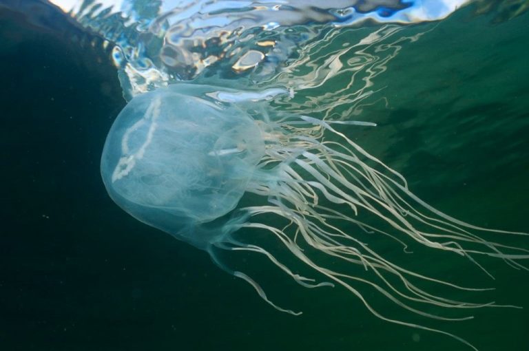 Cubozoa: características, reprodução, alimentação, curiosidades e ...