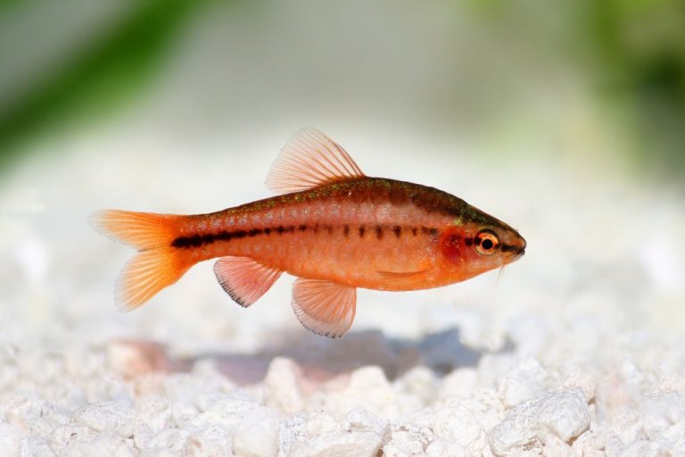 Barbo cereja: características, reprodução, habitat e alimentação | Blog ...