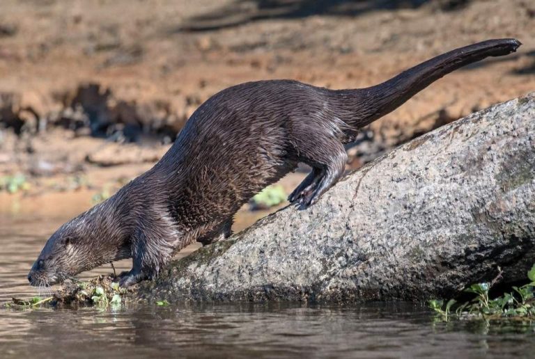 Lontra-neotropical: características, reprodução, habitat e alimentação ...