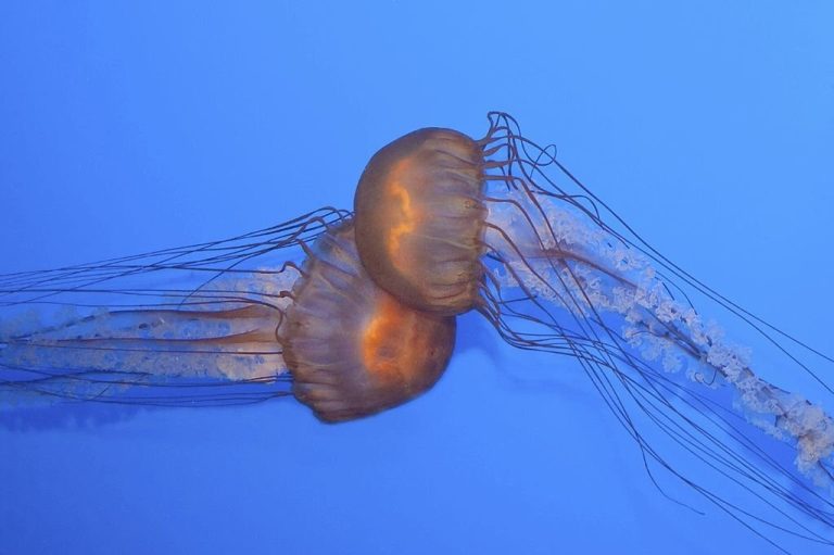 Medusa: características, locomoção, reprodução e curiosidades | Blog do ...