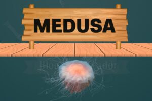 Medusa: características, locomoção, reprodução e curiosidades | Blog do ...
