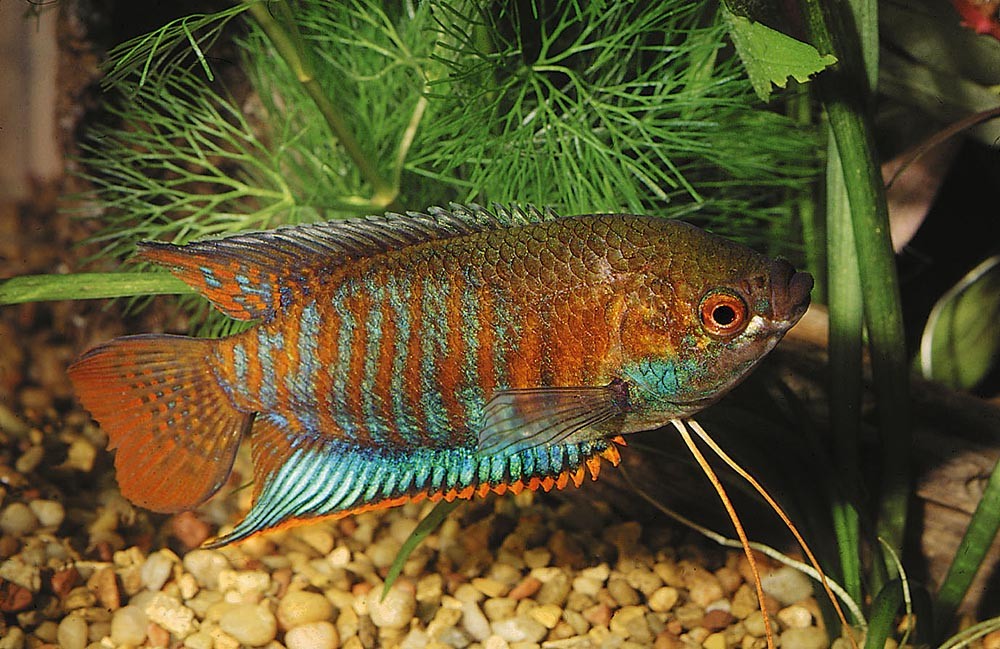 Colisa fasciata peixe: características, reprodução, alimentação ...