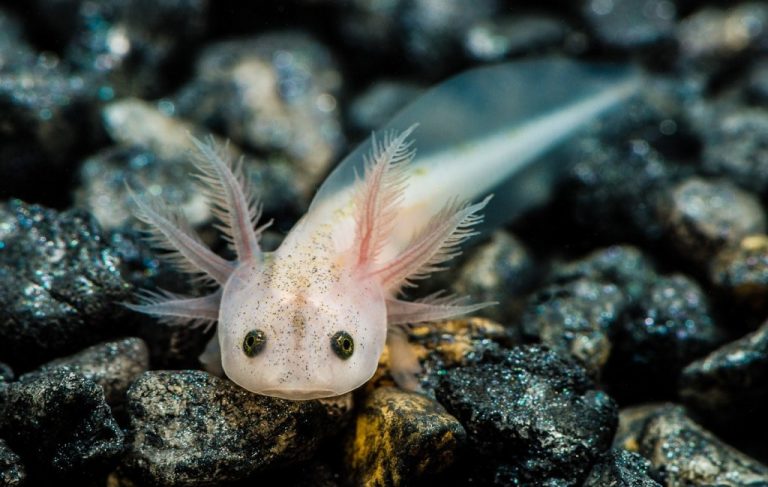 Axolote: características, reprodução, alimentação, habitat e criação em ...