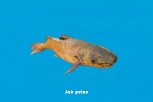 11 Tipos de peixes de couro de água doce: características, informações ...